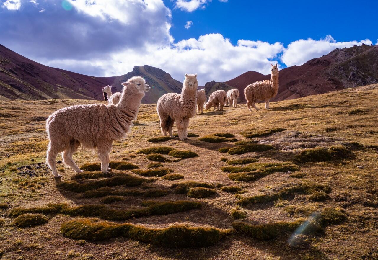 Magiczne Andy. Góry Tęczowe i kanion Colca w Peru - Portal asta24.pl ...