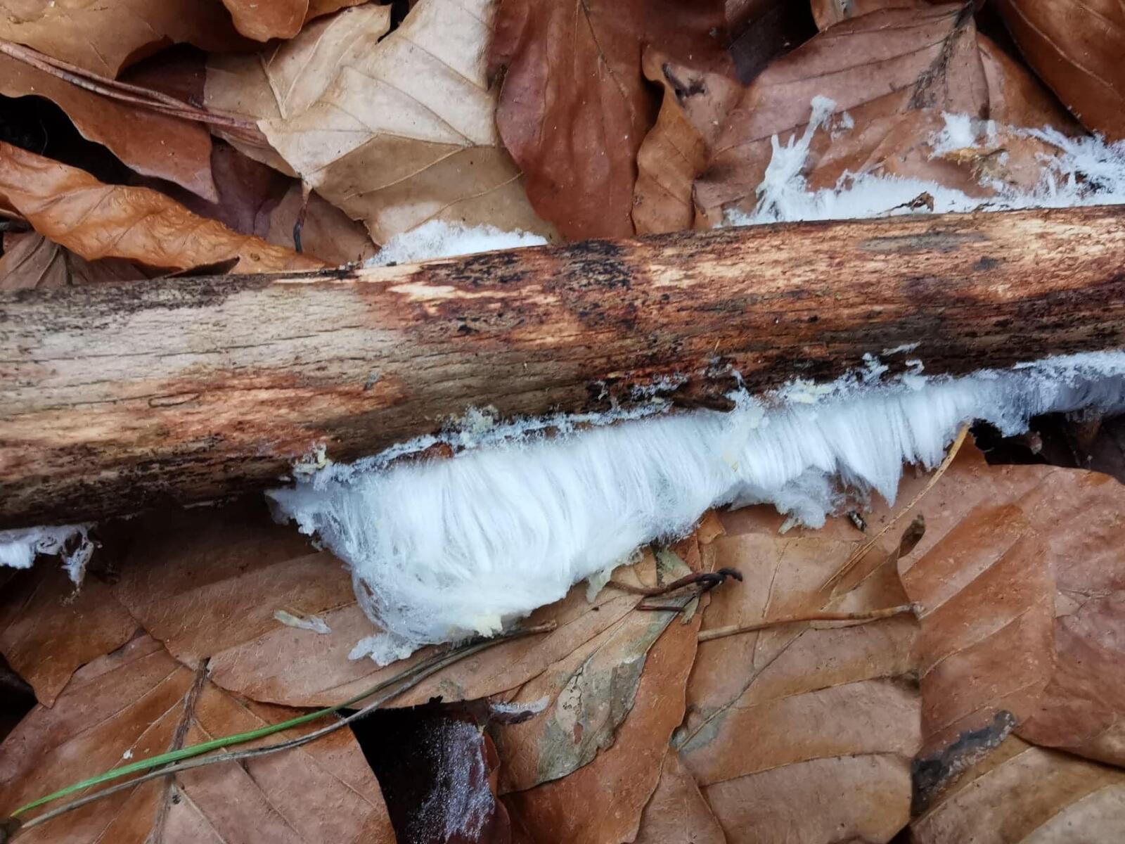 Wata cukrowa? Białe włosy? Zjawisko przyrodnicze - Portal asta24.pl ...