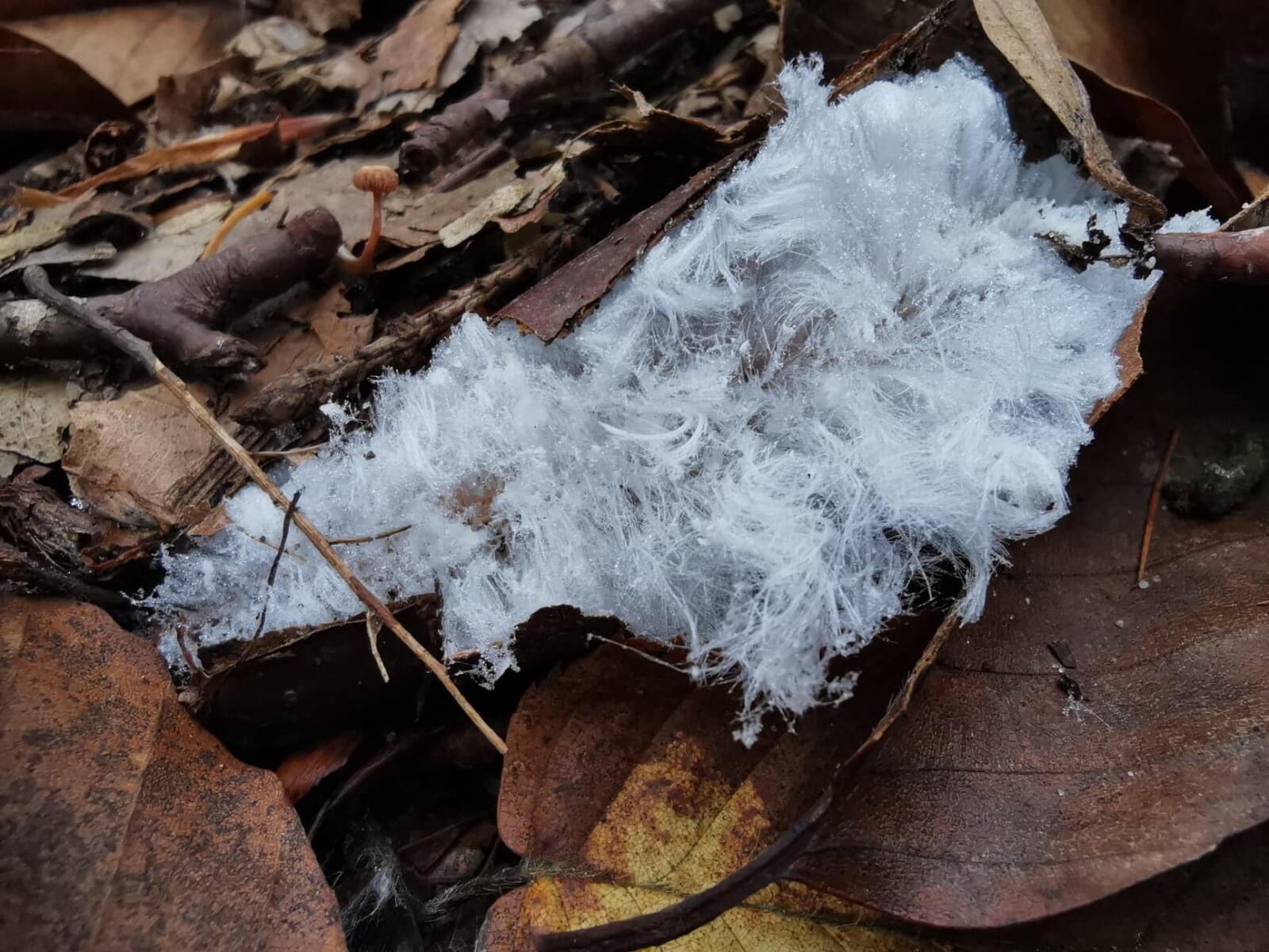 Wata cukrowa? Białe włosy? Zjawisko przyrodnicze - Portal asta24.pl ...