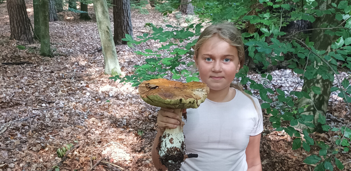 Ale grzyb! - Portal asta24.pl - Piła - informacje i wydarzenia